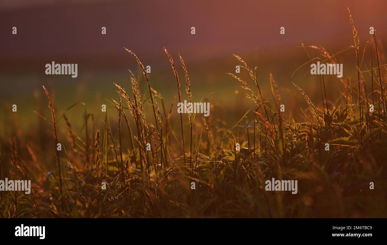 Poaceae grasses hi-res stock photography and images - Alamy