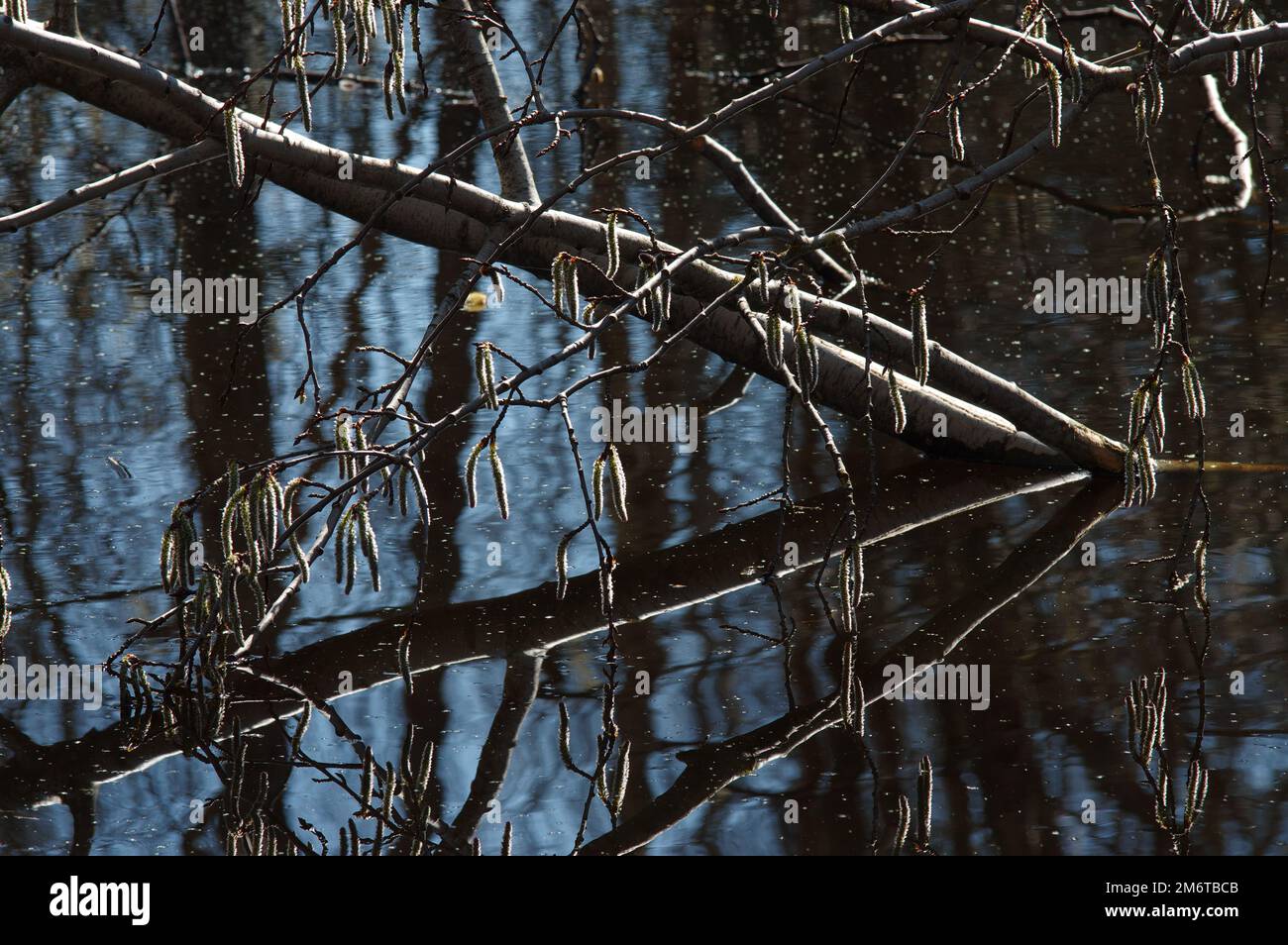 Flowering hazel tree branch with reflection in bog lake Stock Photo - Alamy