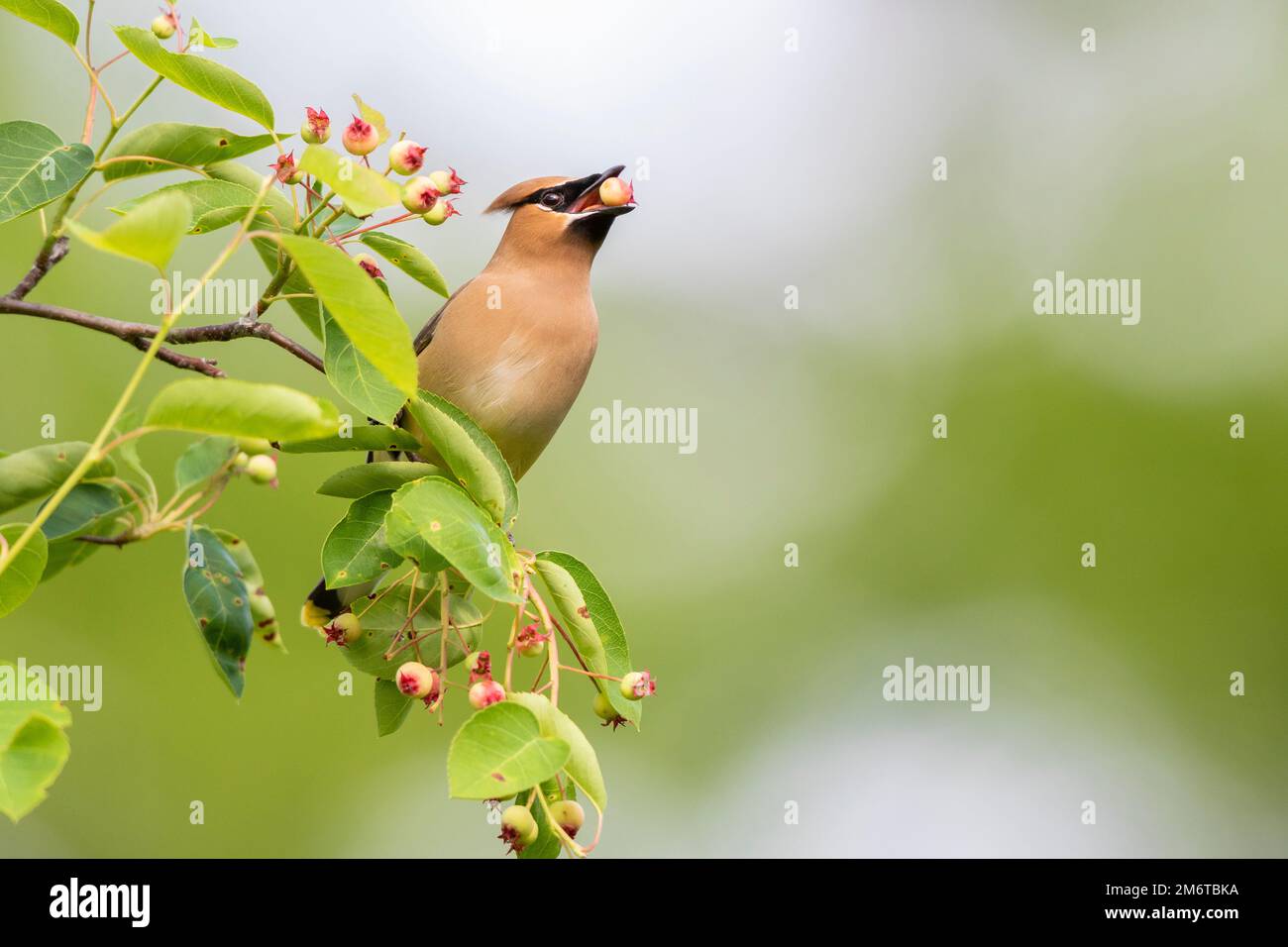 01415-04006 Cedar Waxwing (Bombycilla cedrorum) eating berry in ...