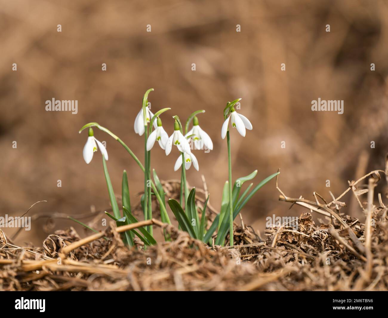 Snowdrop Emerging through Dead Bracken Stock Photo - Alamy