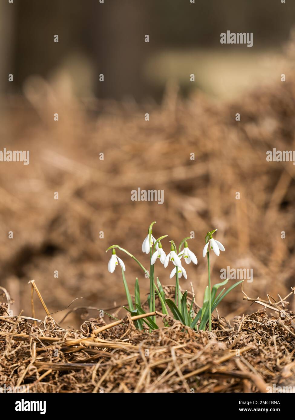Bracken emerging hi-res stock photography and images - Alamy