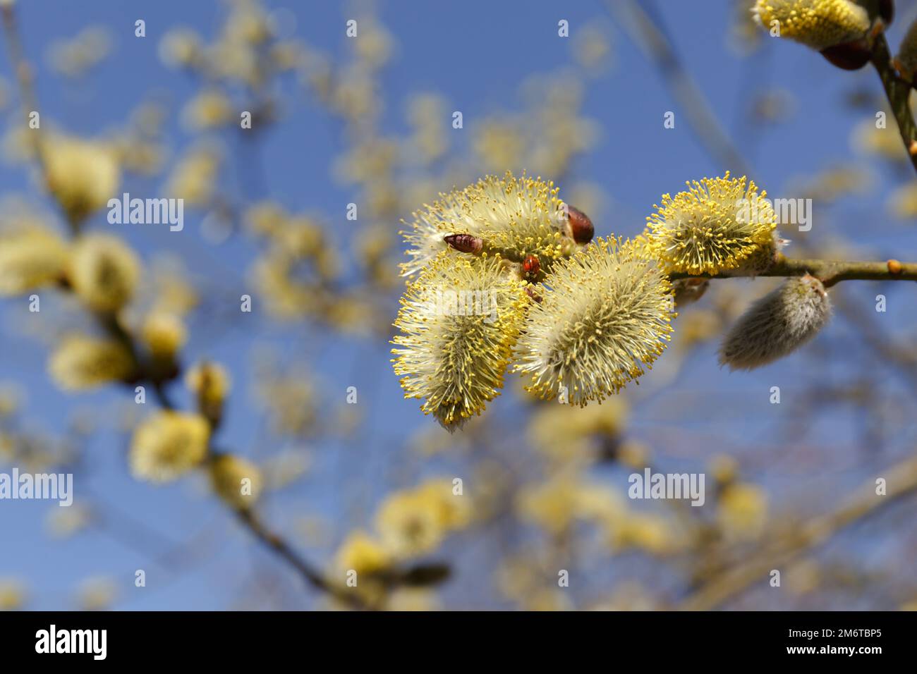 Willow (Salix caprea) branch with coats, fluffy willow flowers. Easter ...