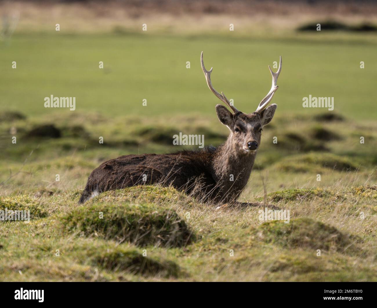 Sika Deer Stag Laying Down Stock Photo - Alamy