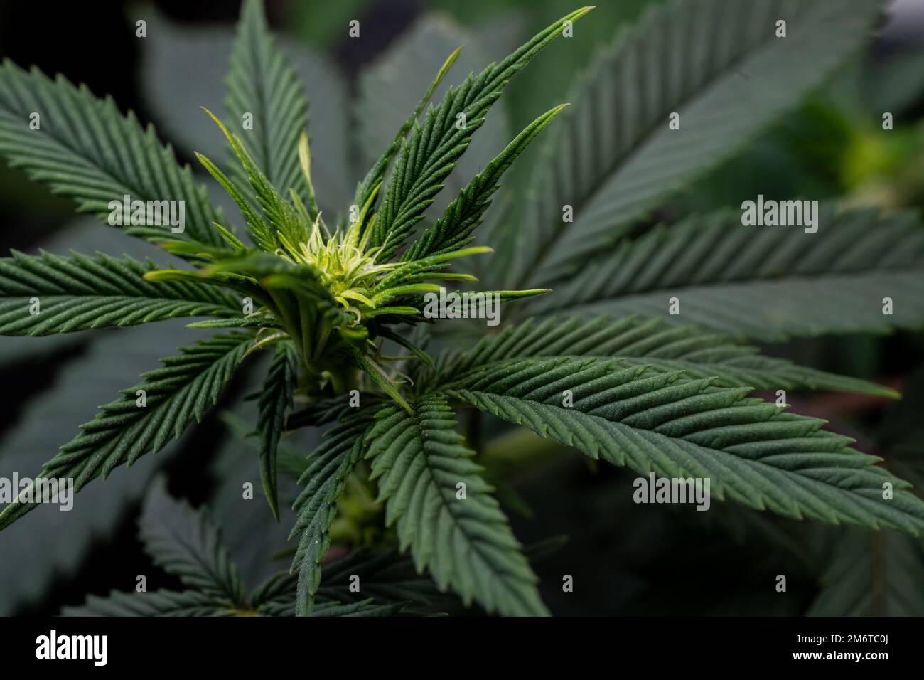 Macro Close up of Cannabis flower week 2 Stock Photo - Alamy