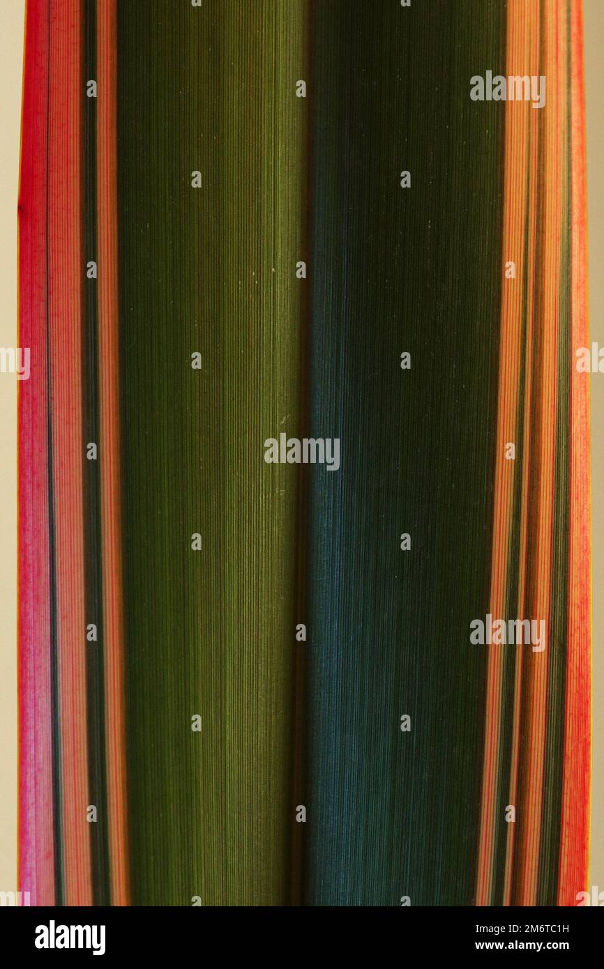 Leaf - color - structures Stock Photo - Alamy