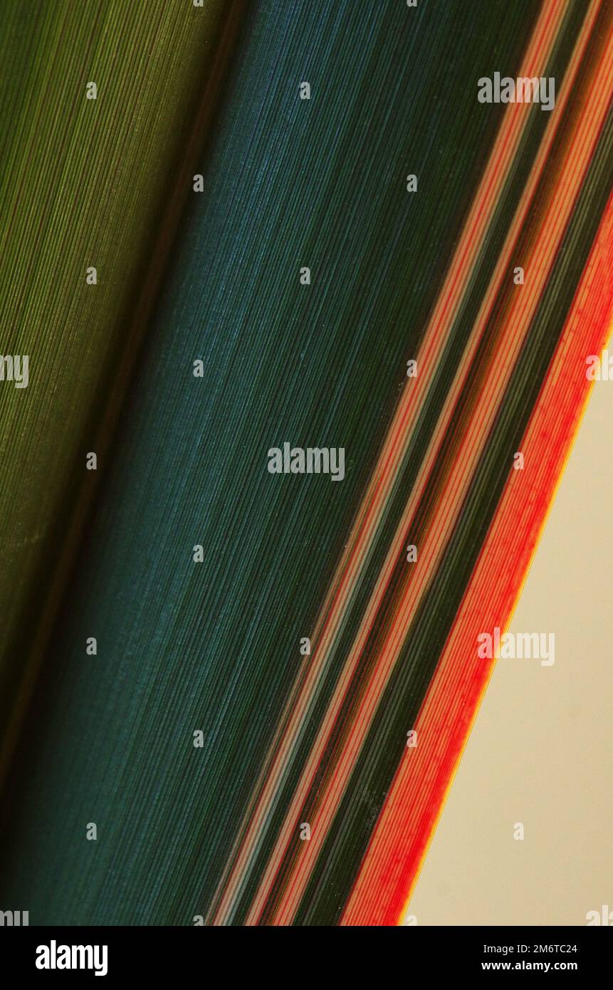 Gras blatt hi-res stock photography and images - Alamy
