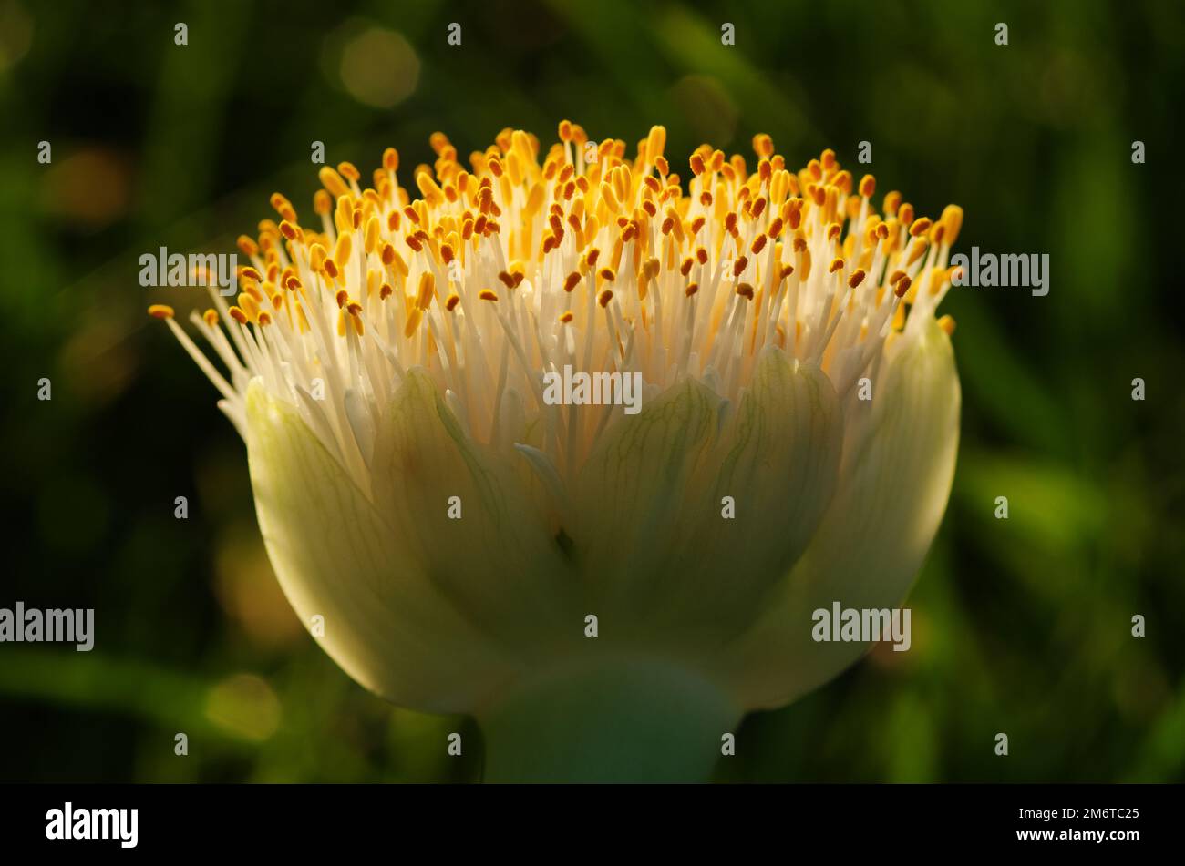 Elephant ear flower Stock Photo - Alamy