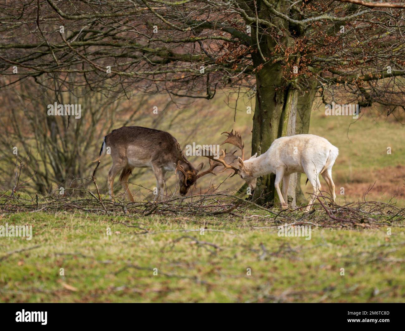 Deer at play hi-res stock photography and images - Alamy
