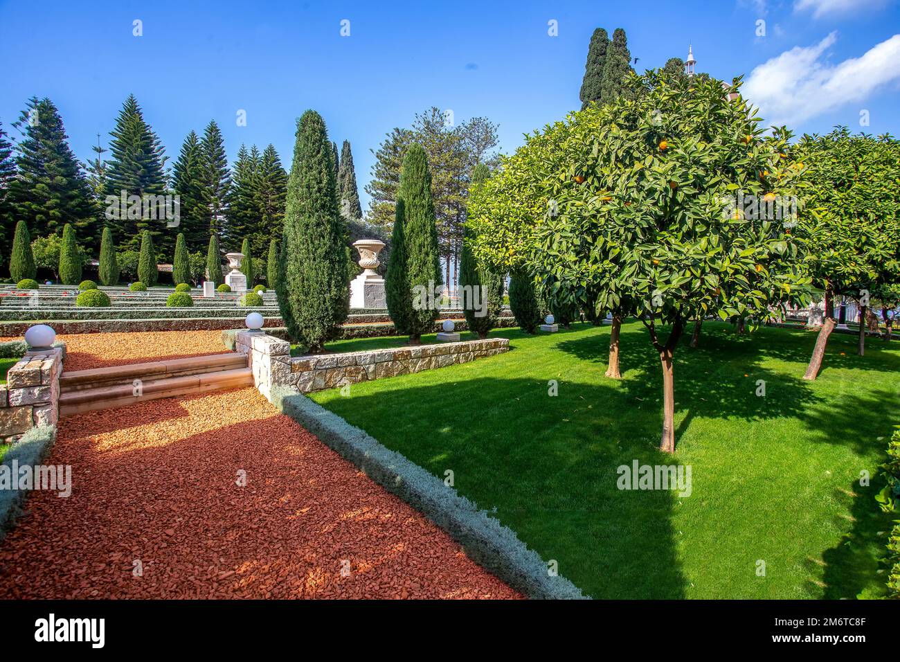 Ripe tangerines on the branches of tangerine trees on the terraces of ...