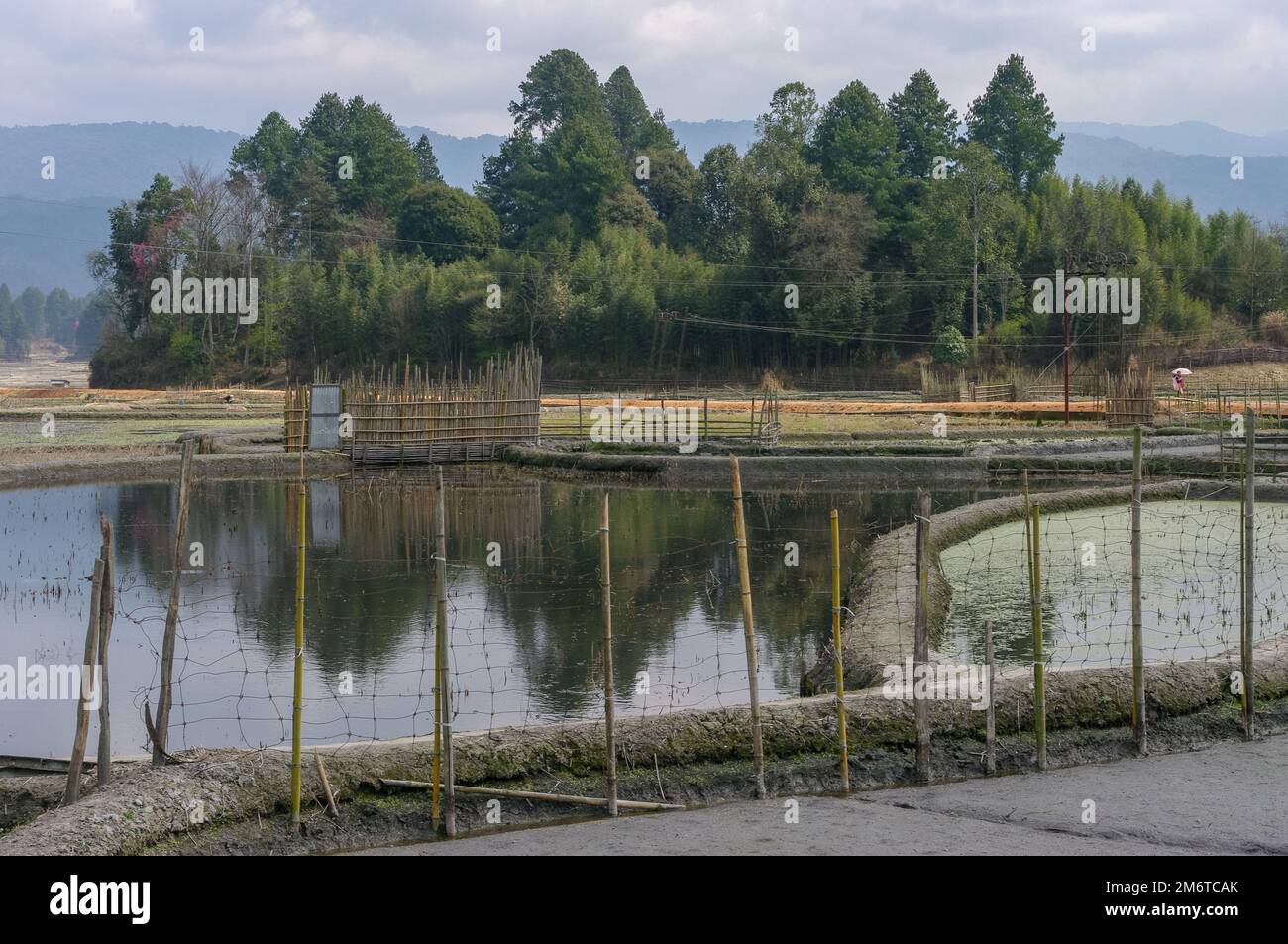 Beautiful landscape view of Apatani tribe rice fields and fish farms ...
