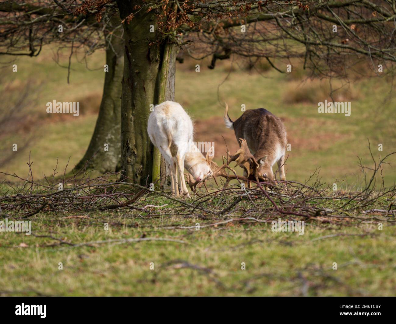 Deer at play hi-res stock photography and images - Alamy
