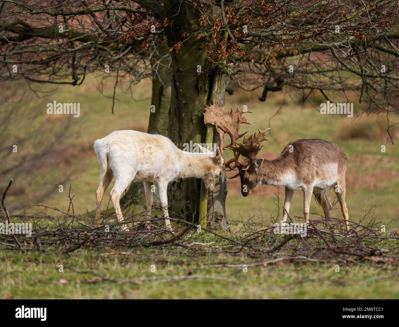 Deer at play hi-res stock photography and images - Alamy