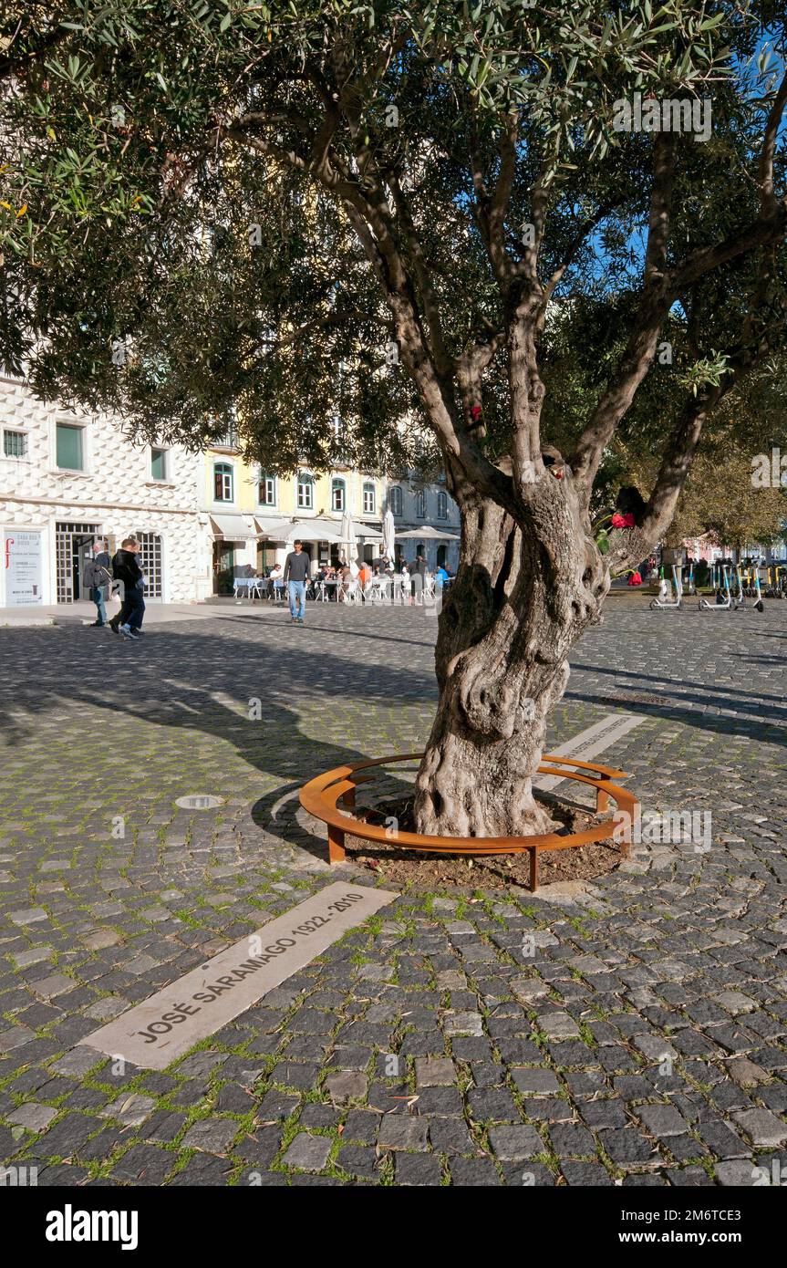 Olive tree where are the ashes of the Nobel prize writer José Saramago ...
