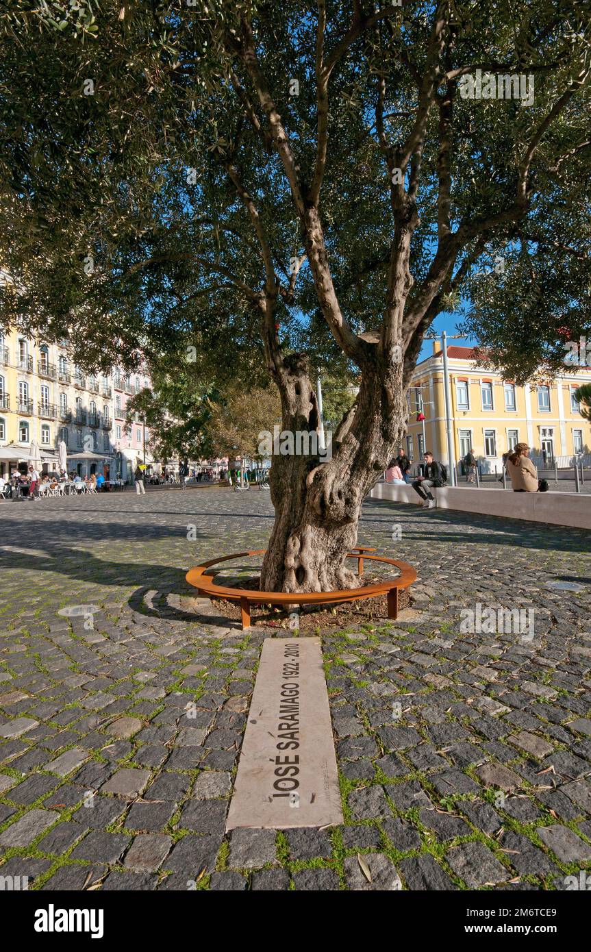 Olive tree where are the ashes of the Nobel prize writer José Saramago ...