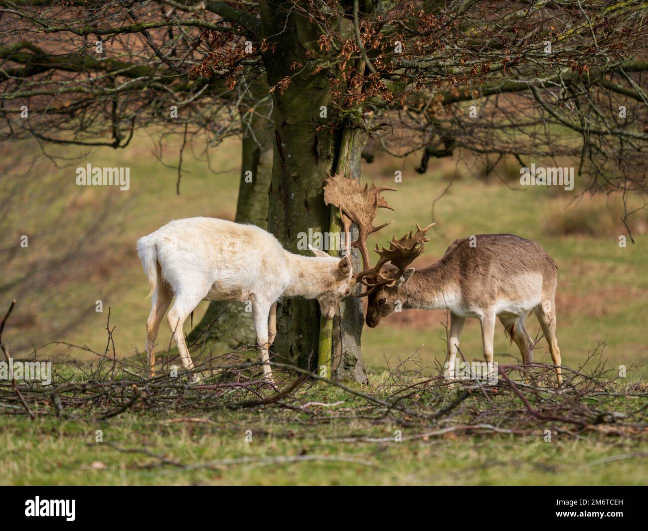 Deer at play hi-res stock photography and images - Alamy