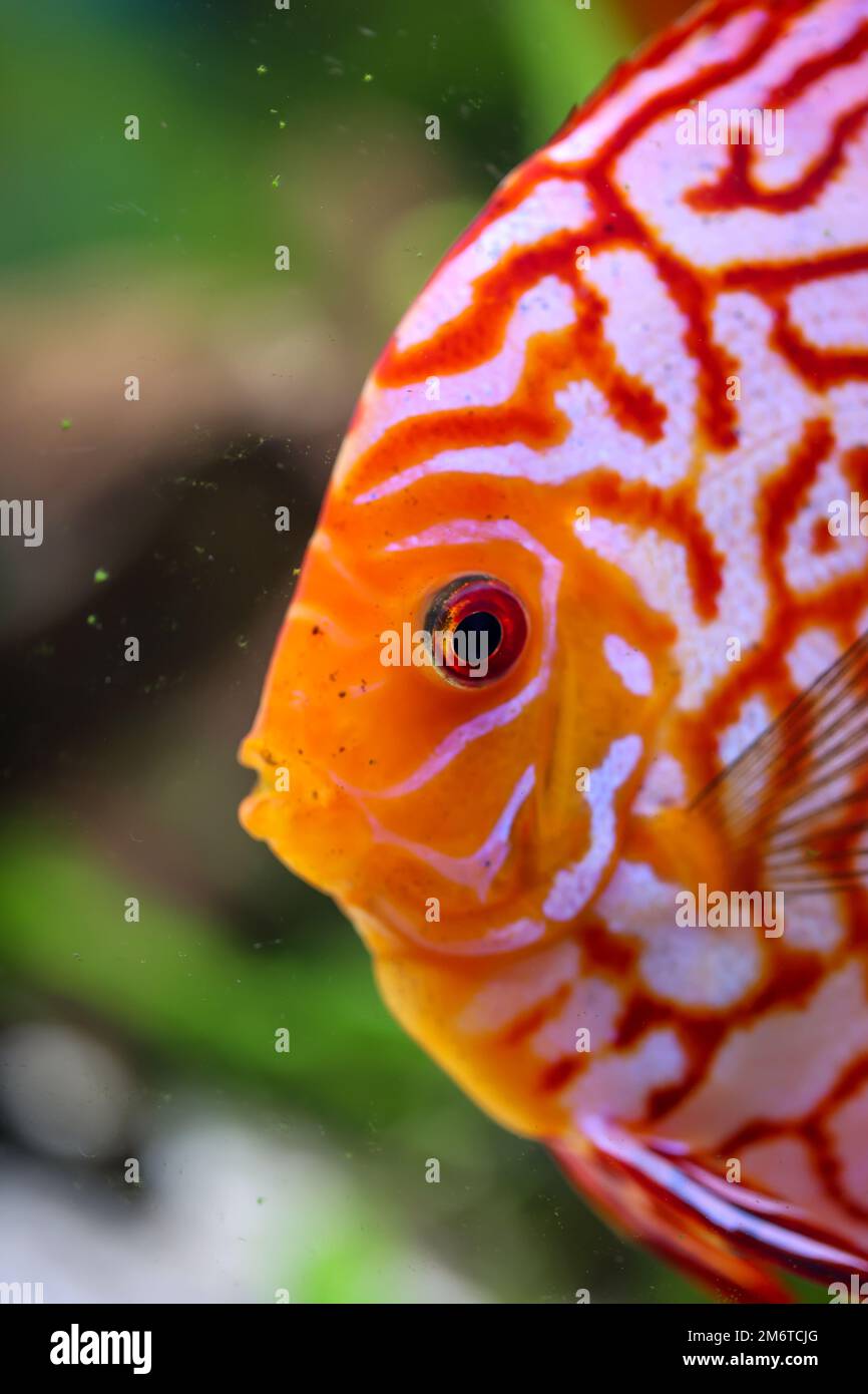 Portrait, close up of discus fish. Discus in aquarium Stock Photo - Alamy