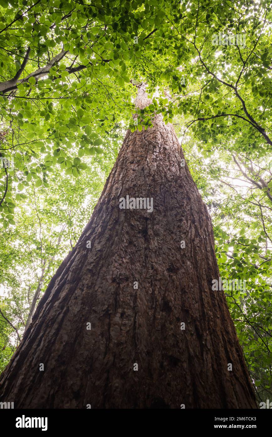 Tall redwood sequoia tree Stock Photo - Alamy