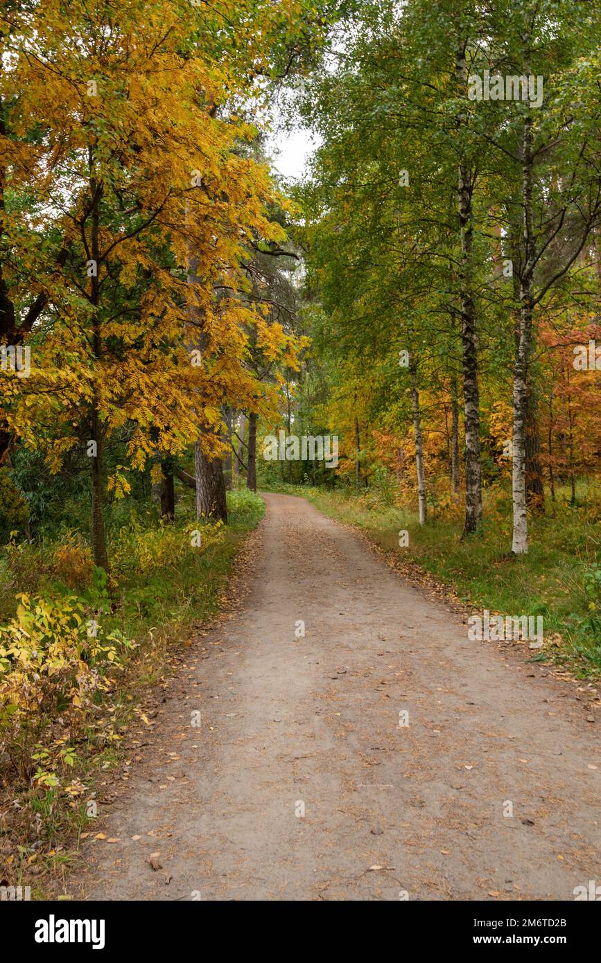 Autumn season forest landscape with maple yellow leaves on the ground ...