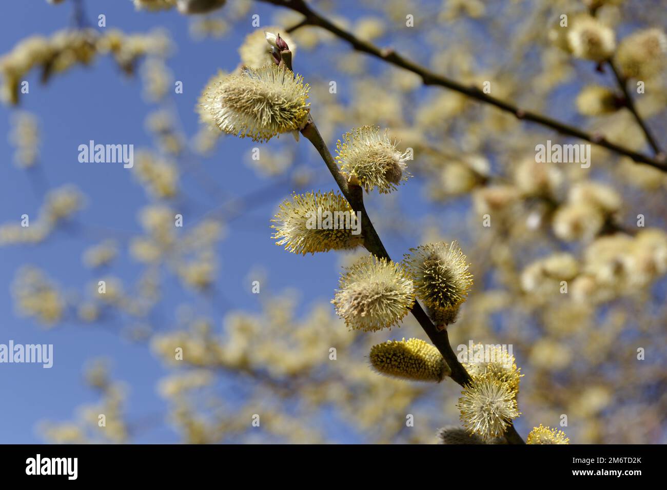 Willow (Salix caprea) branch, Yellow goat willow Salix caprea with ...