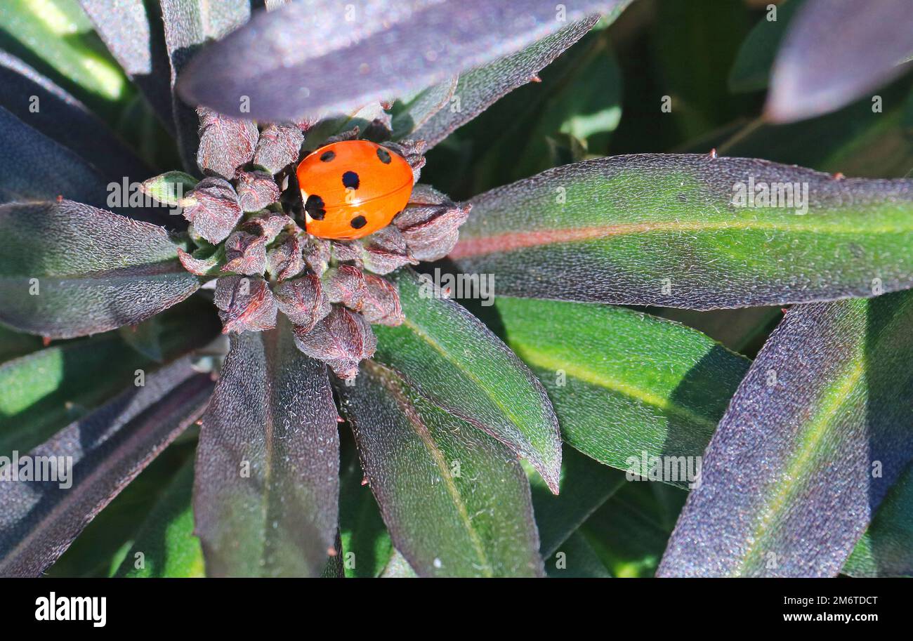 Spots ladybug hi-res stock photography and images - Alamy