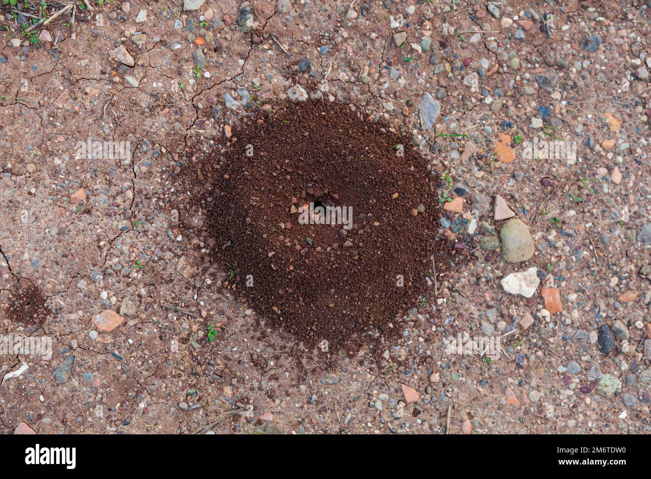 Anthill. Top of view of anthill Stock Photo - Alamy