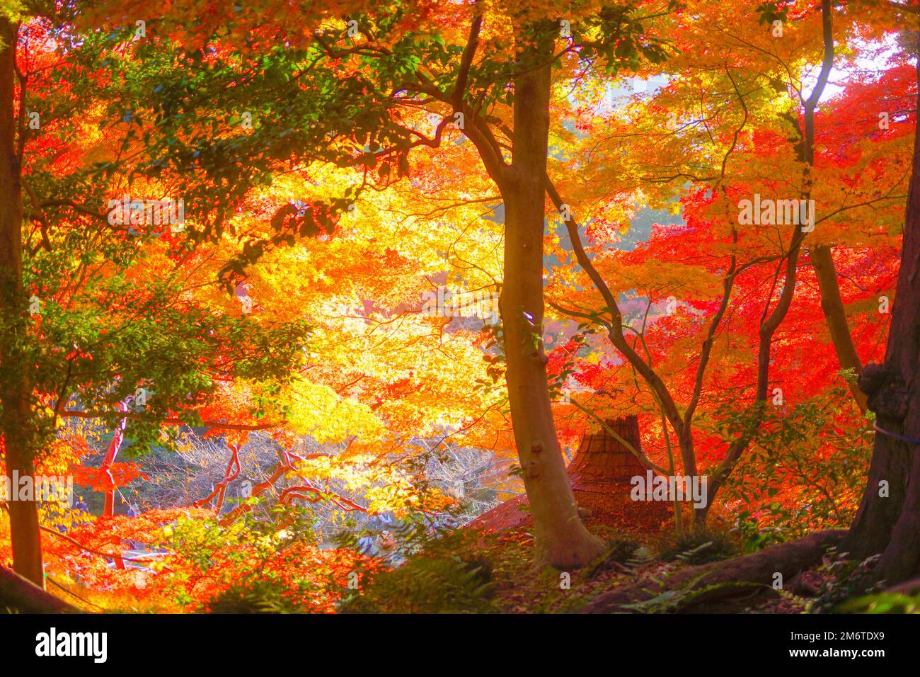 Autumn leaves of Koishikawa paradise Stock Photo - Alamy