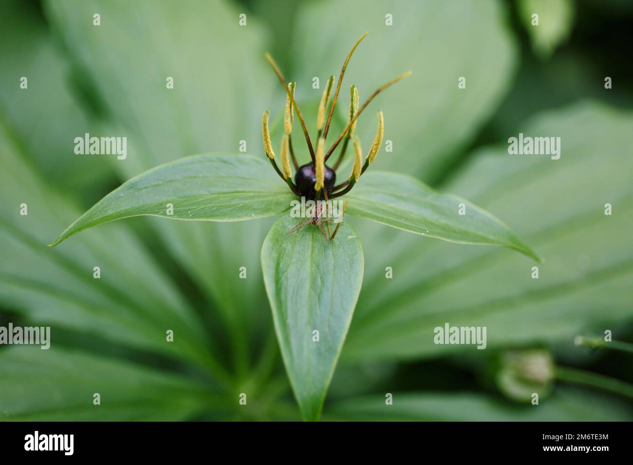 The flower of the crow's eye with green leaves close-up. grass ...