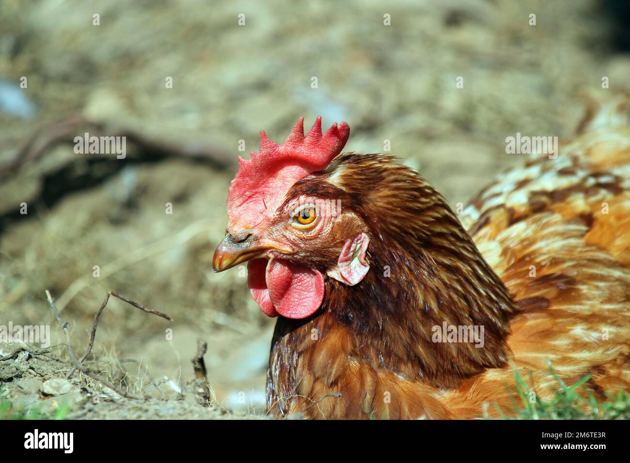 Close up of a chickens head. Hen with a blurred background Stock Photo ...