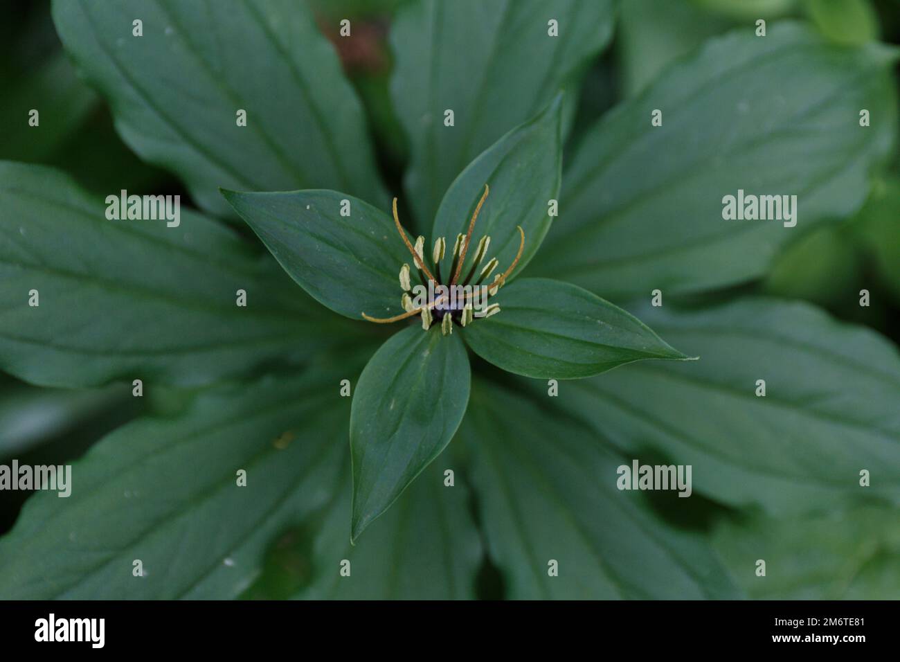 The flower of the crow's eye with green leaves close-up. grass ...