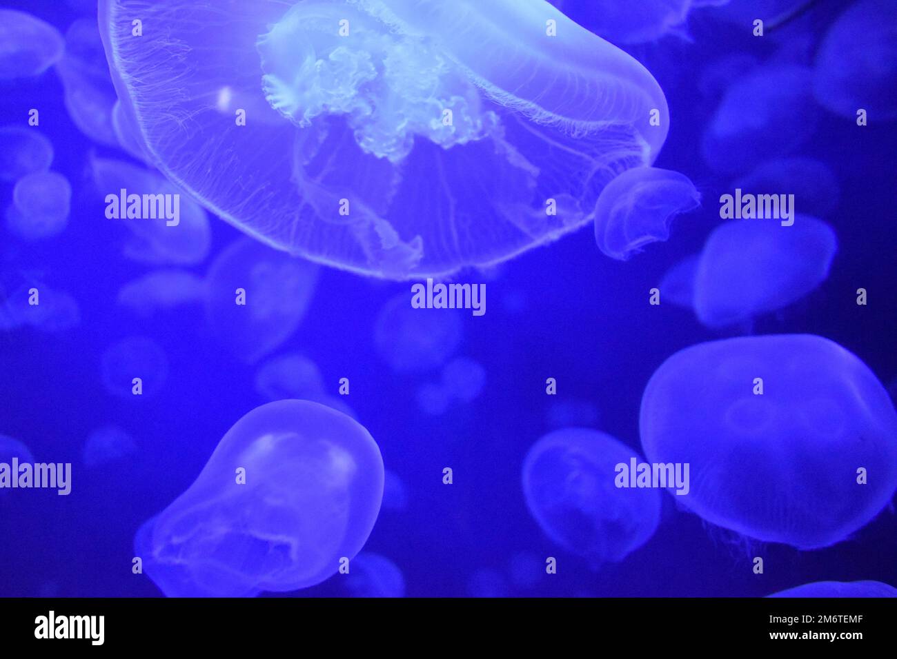 Tank with jelly fish hi-res stock photography and images - Alamy
