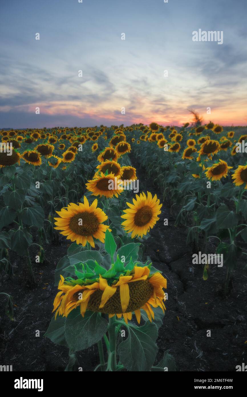 Sunflower field on a cloudy sunset sky background. Ukrainian ...