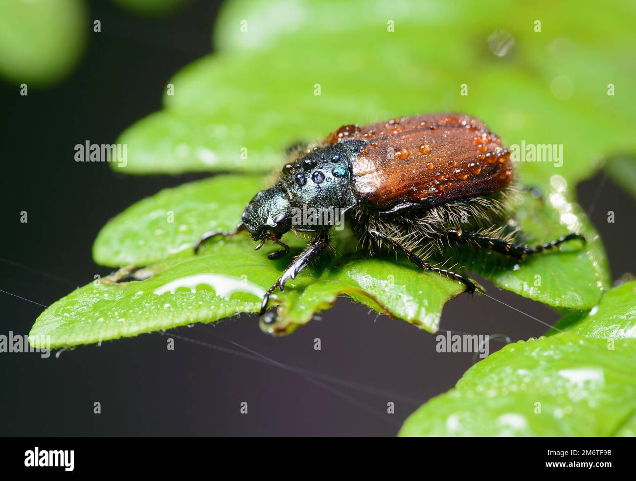 Hairy beetle hi-res stock photography and images - Alamy