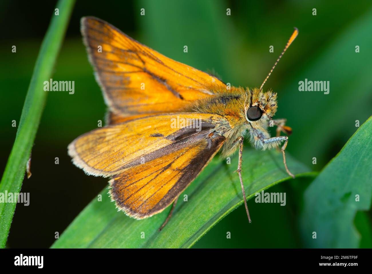 Butterfly Small skipper (Thymelicus sylvestris Stock Photo - Alamy