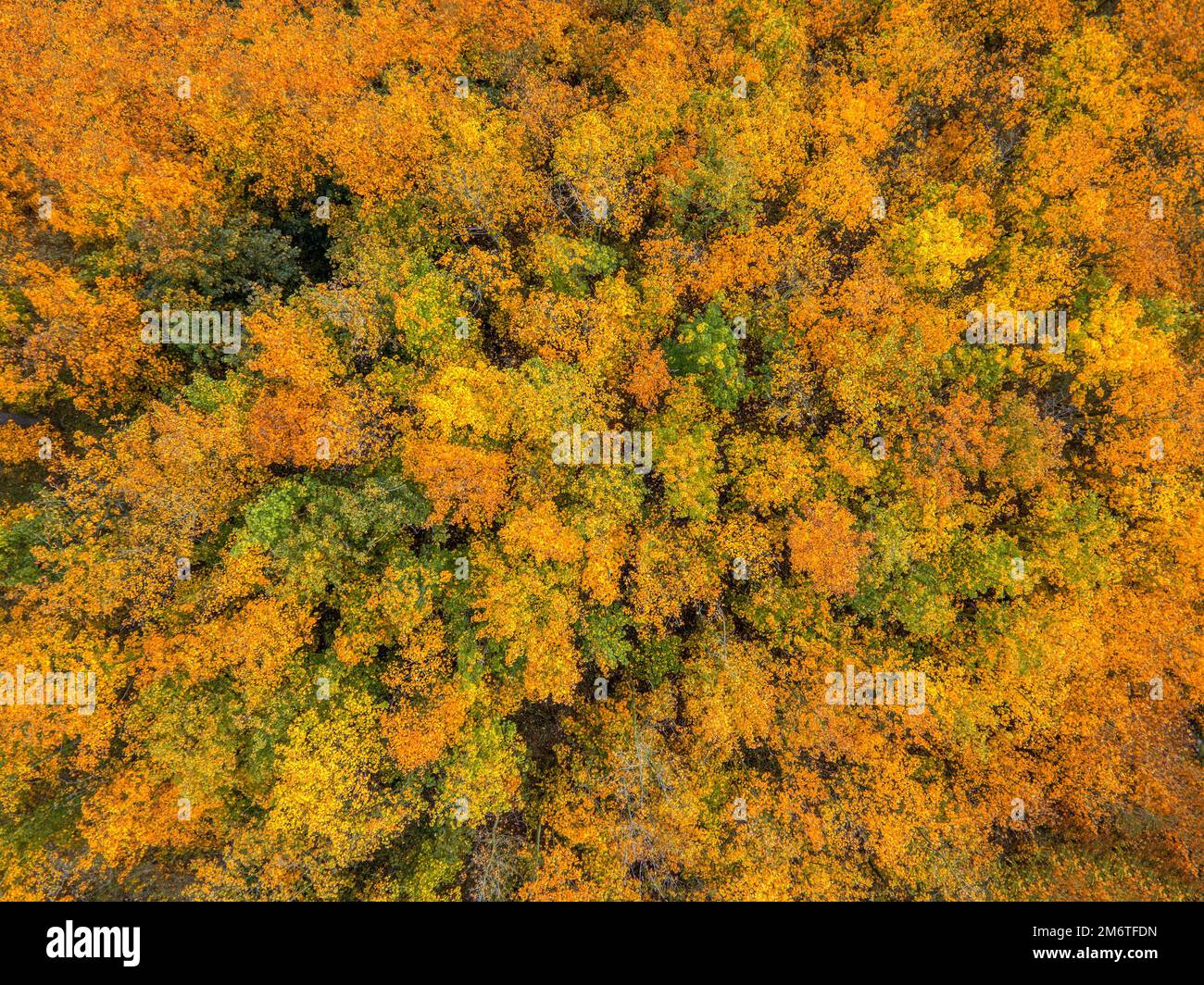 Aerial view colourful forest in hi-res stock photography and images - Alamy
