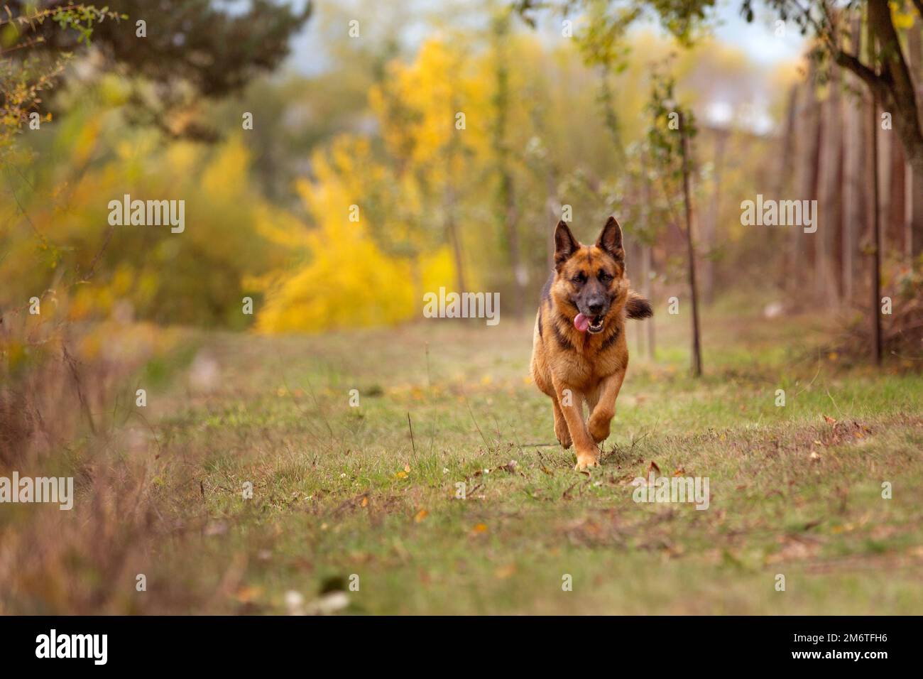 Beautiful german running hi-res stock photography and images - Alamy