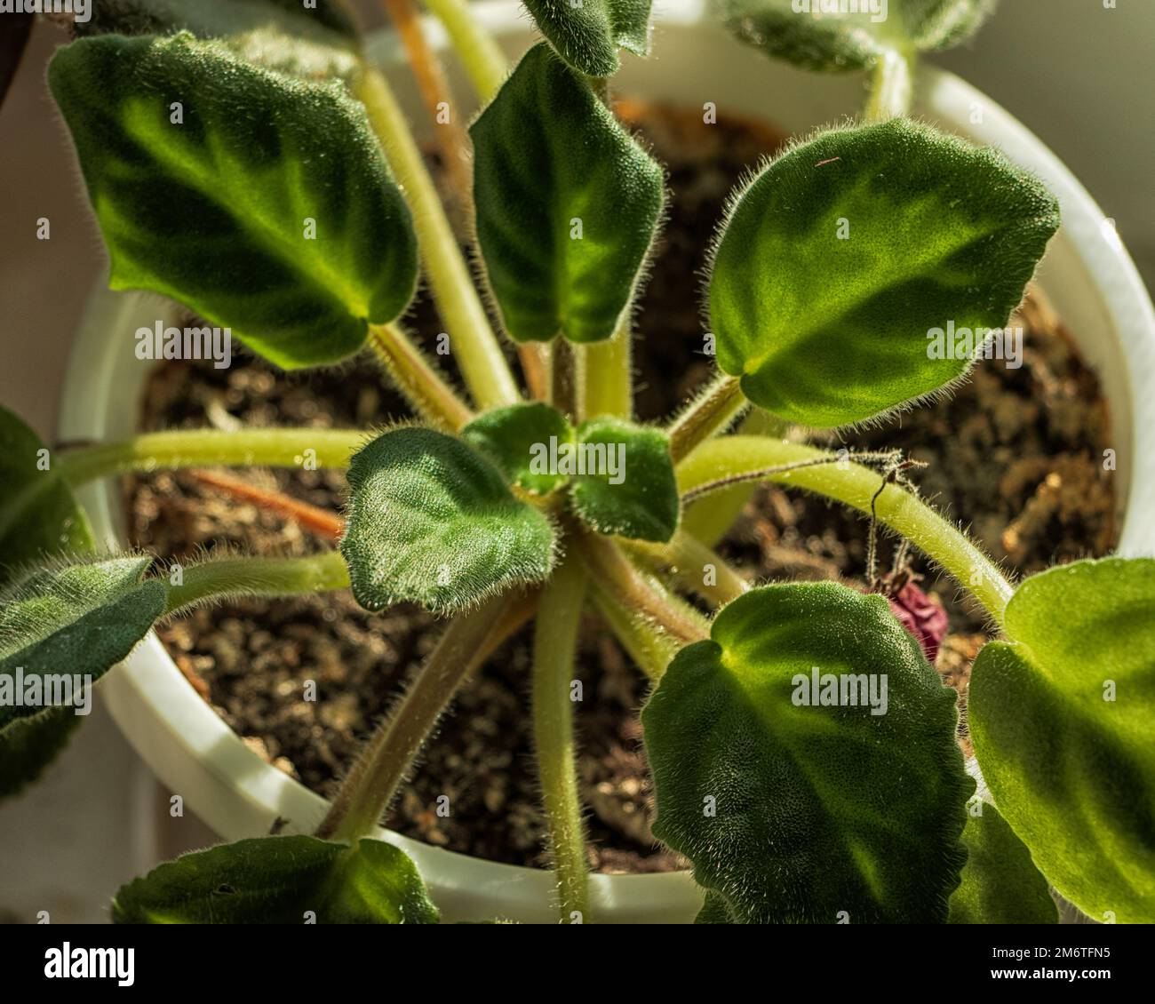 A plant with fluffy leaves grows in a pot. Photo taken in the village ...