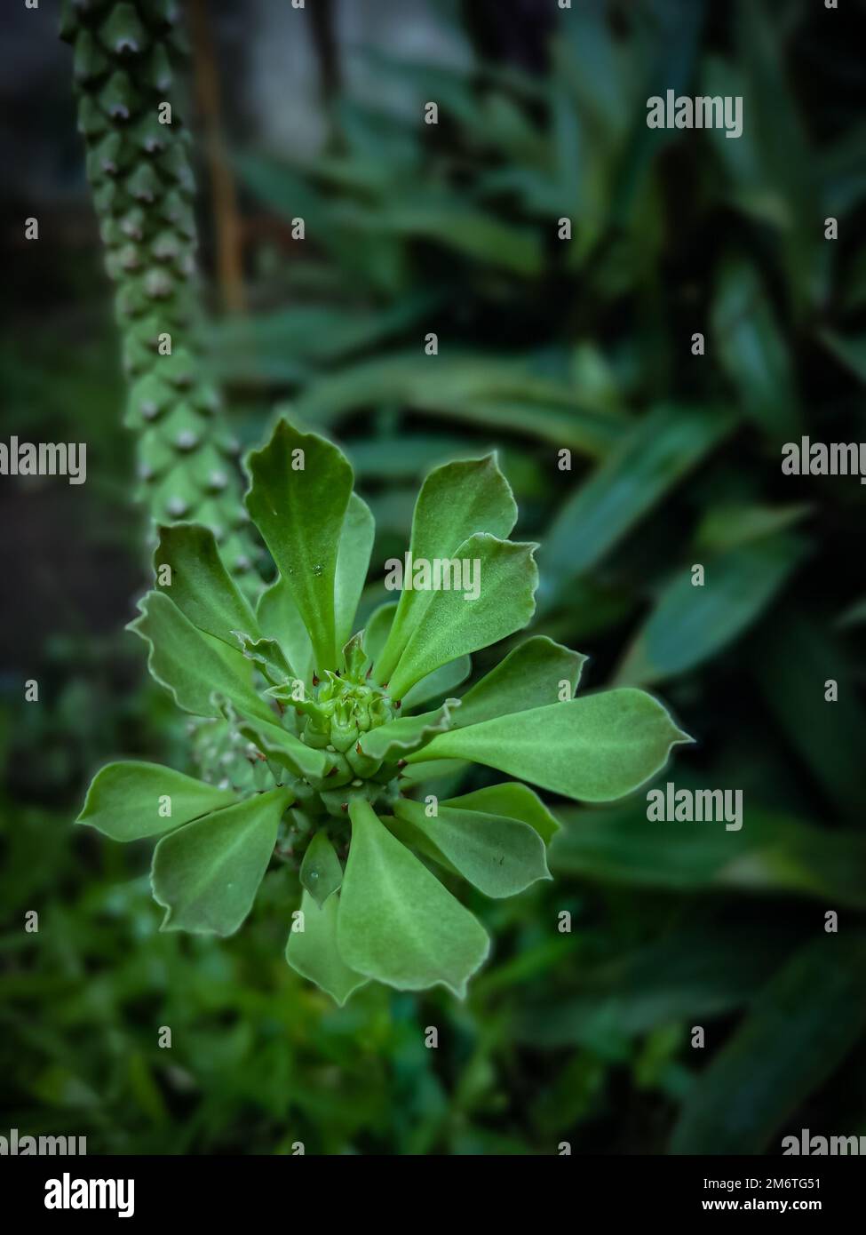 Pereskiopsis hi-res stock photography and images - Alamy