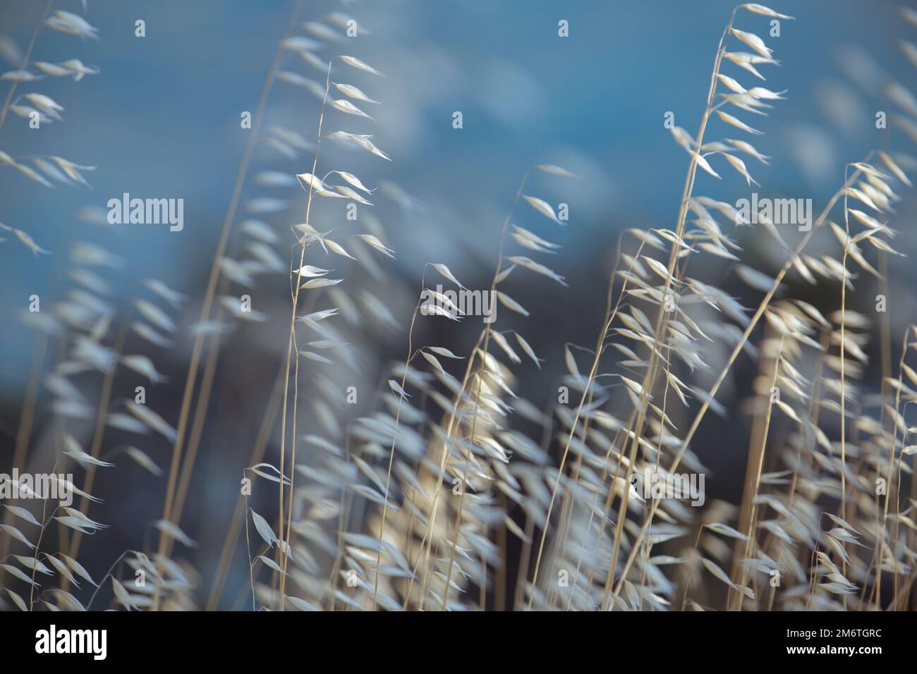 dry wild grass, weed. dried beige spikelets close-up on a blurred ...