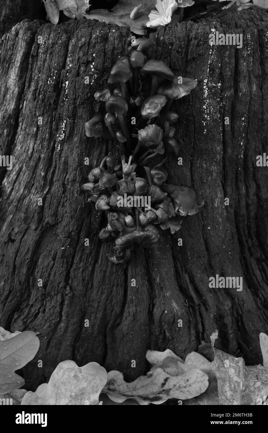 A vertical grayscale of a tree trunk with overgrown fungus Stock Photo ...