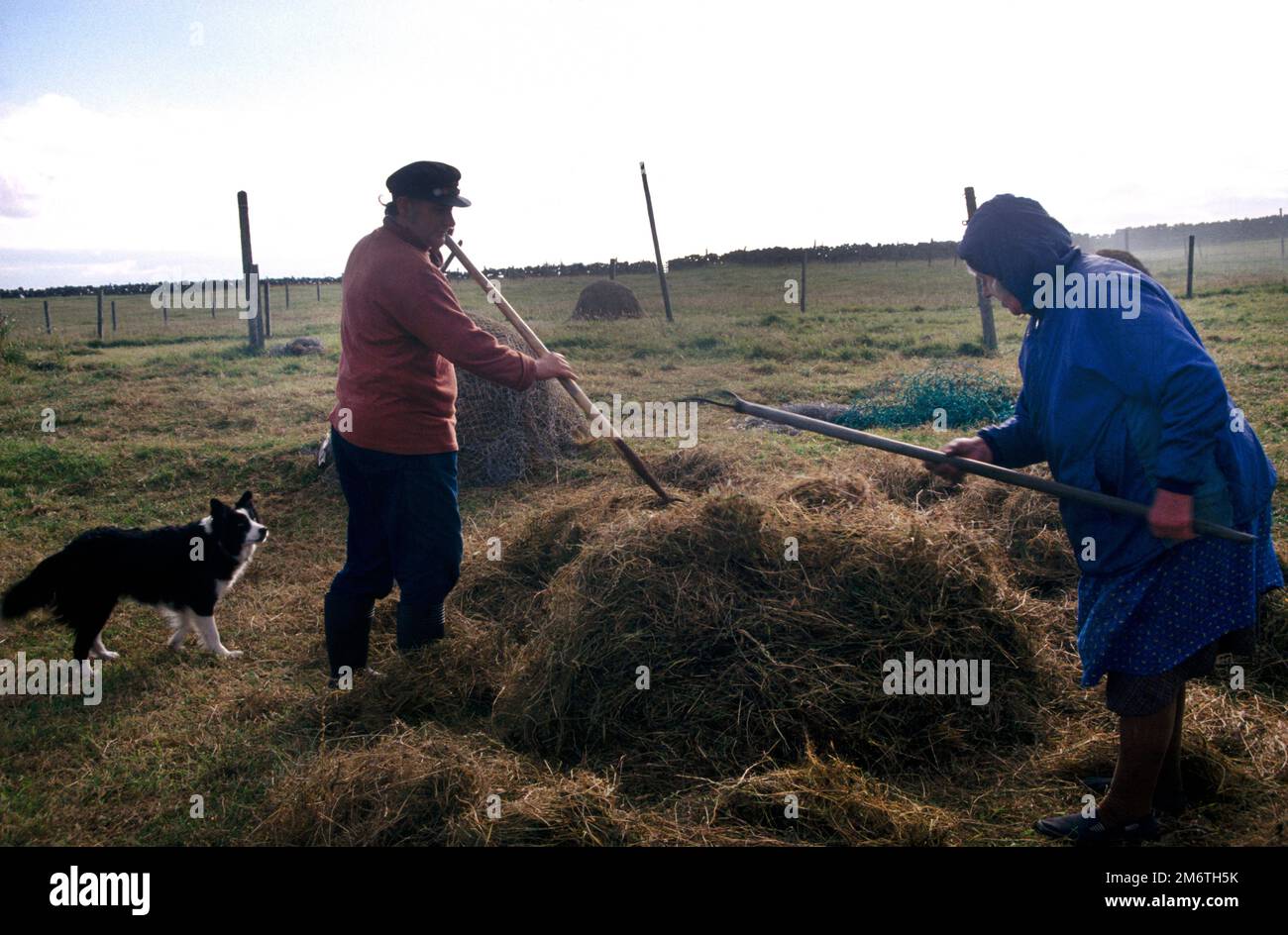Foula Shetlands Scotland farmers And Sheep Dog Reaping Hay Stock Photo ...