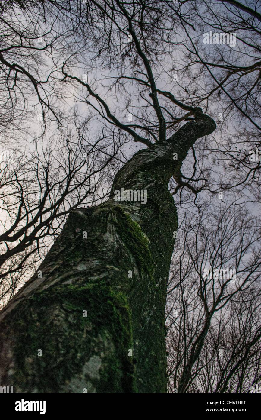 Dwarf beech tree hi-res stock photography and images - Alamy