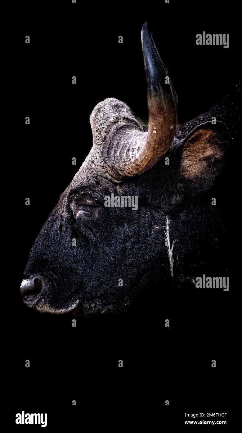 A vertical closeup of a buffalo head on the dark background Stock Photo ...