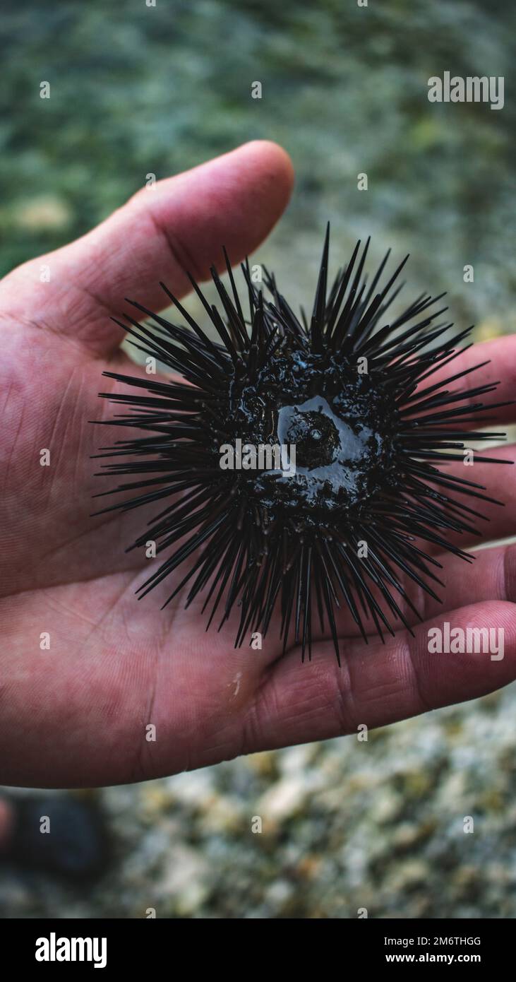 A vertical closeup of a kina on a man's hand with blurred background ...