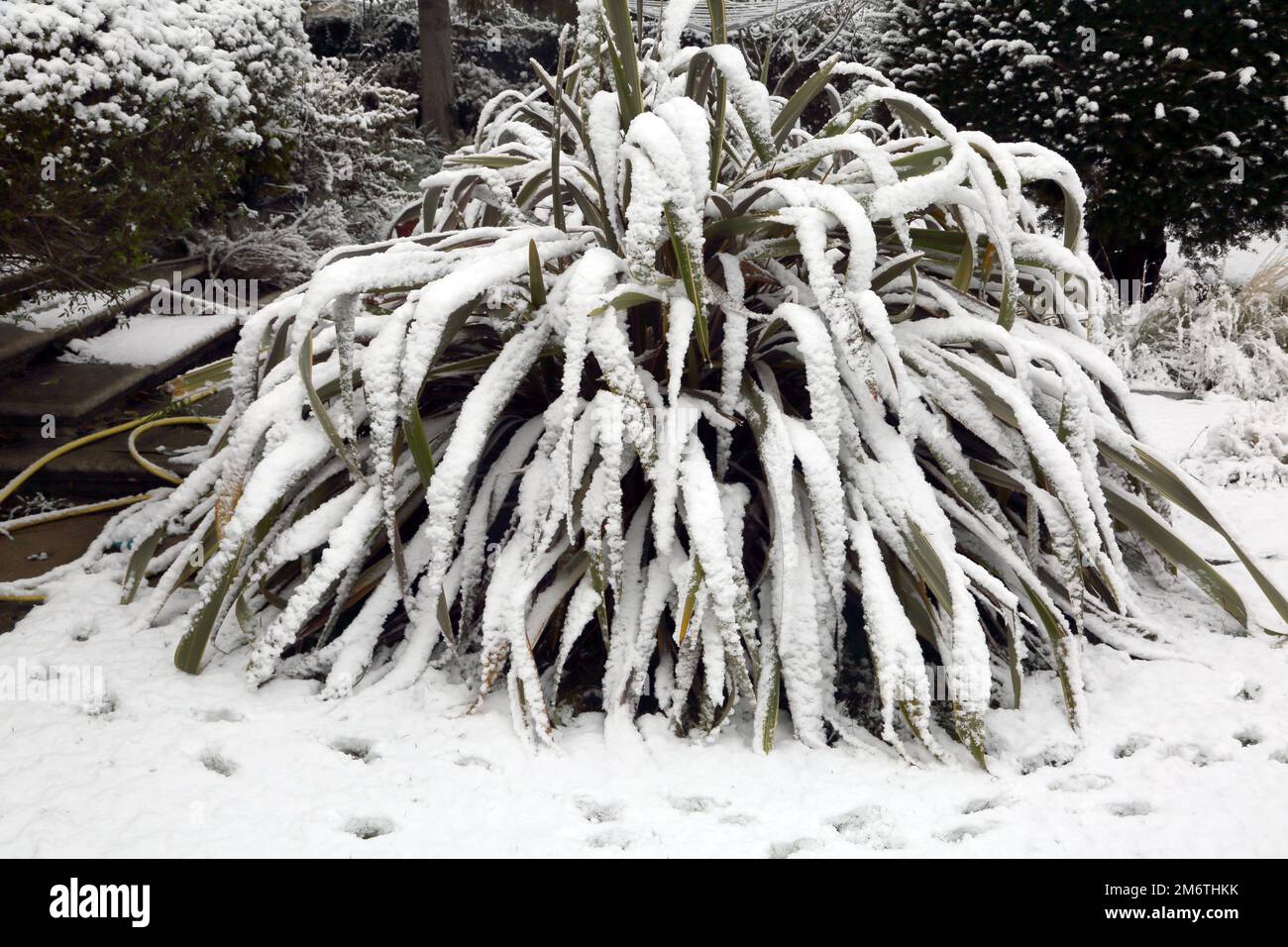 Shrub covered in Snow during Winter in Garden Surrey England Stock ...