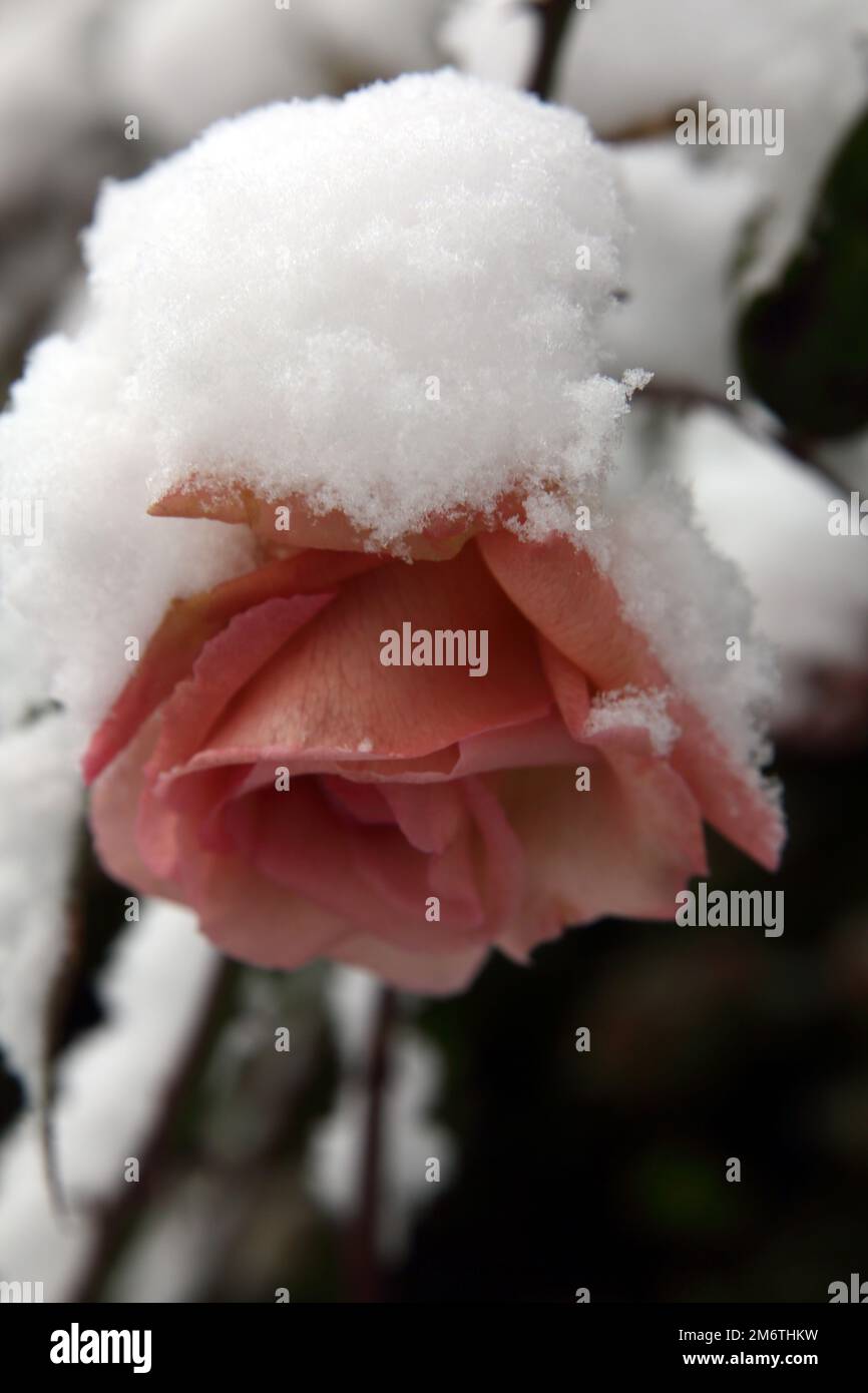 Snow rose petals hi-res stock photography and images - Alamy