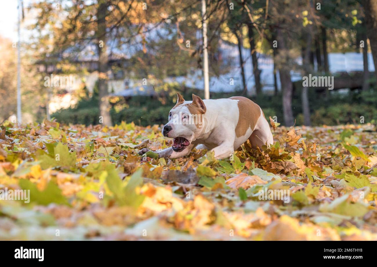 Beautiful American Bulldog Dog Stock Photo - Alamy