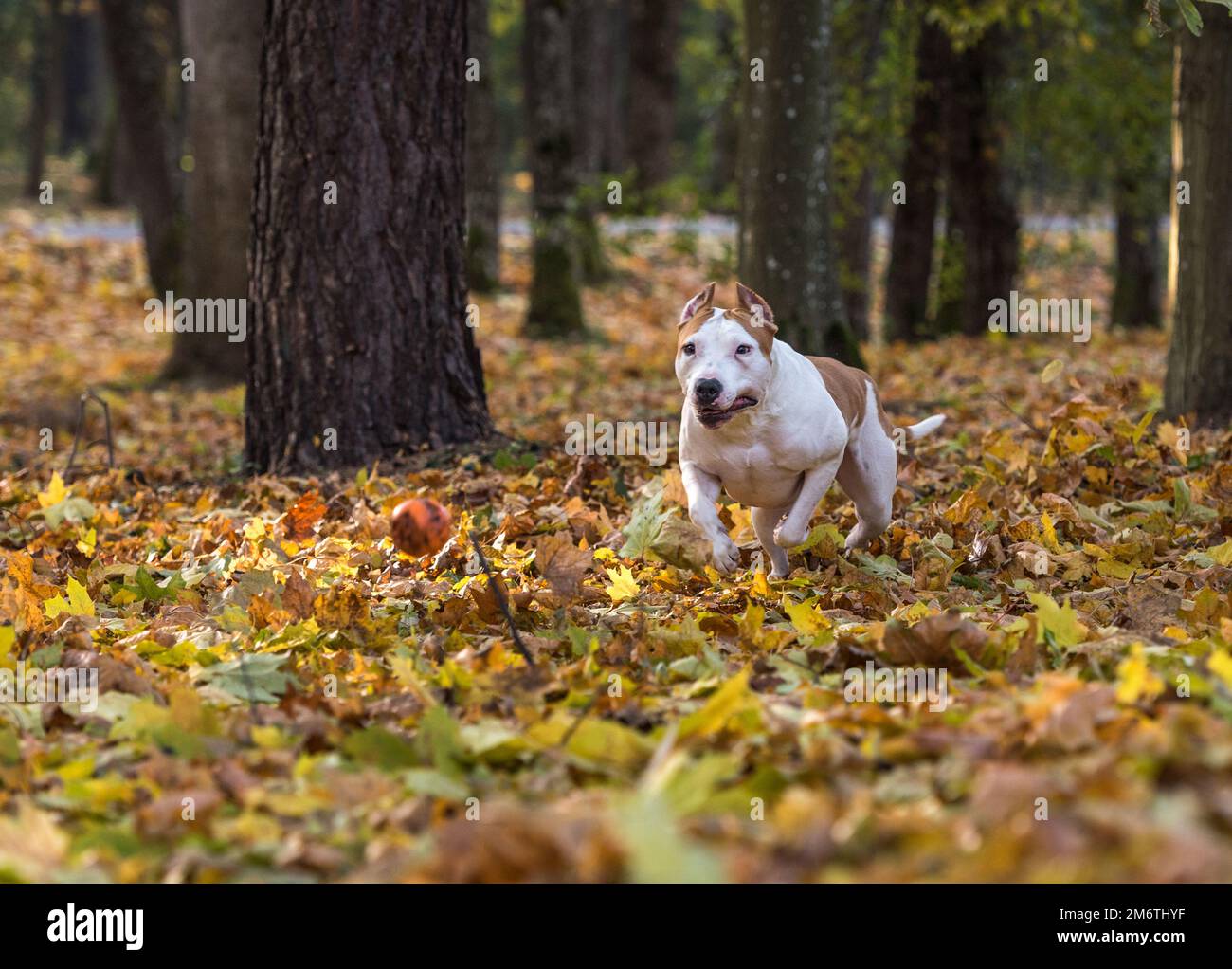 Beautiful American Bulldog Dog Stock Photo - Alamy