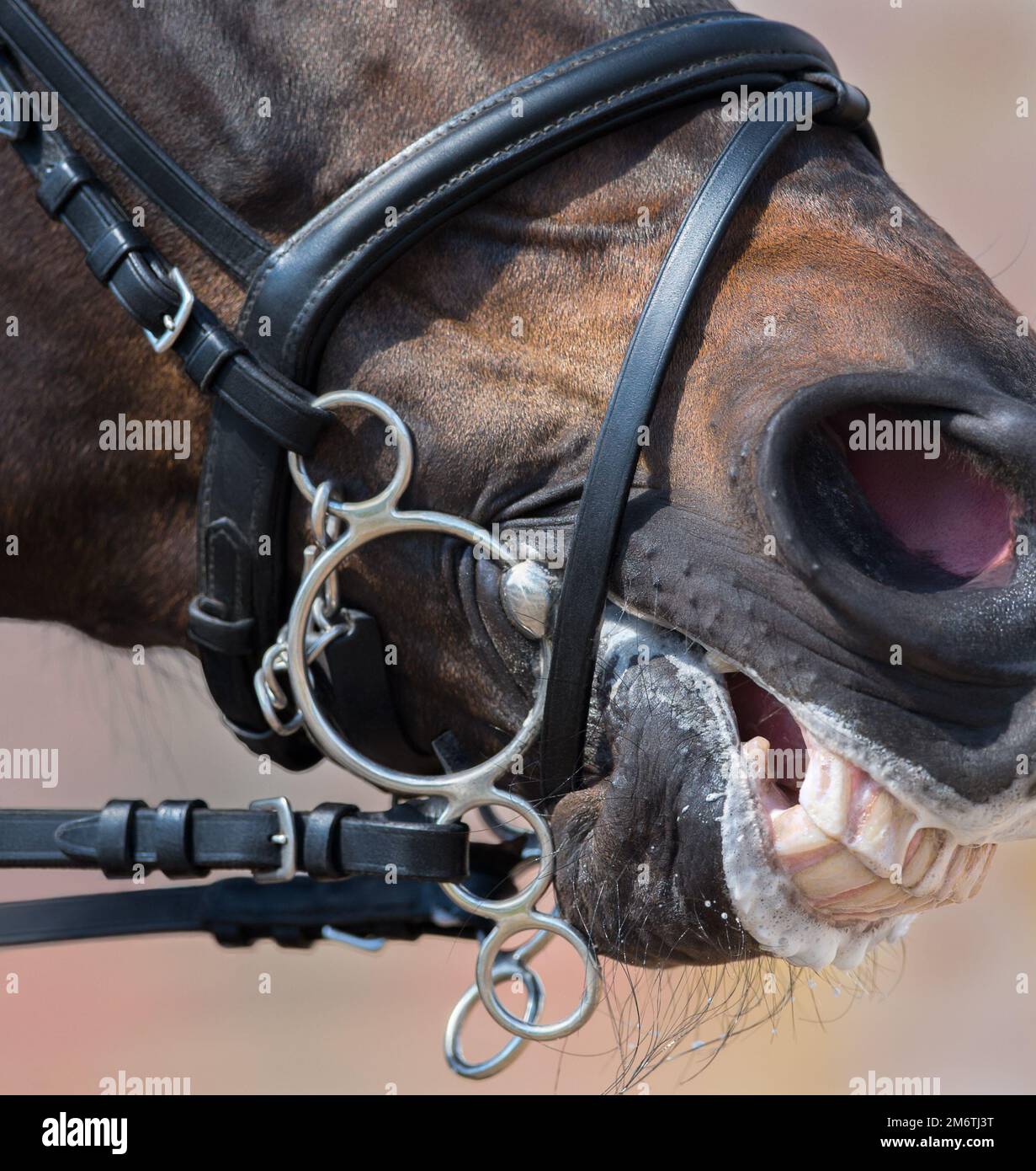 Pelham bridle with flash noseband on head of brown horse. Close up ...