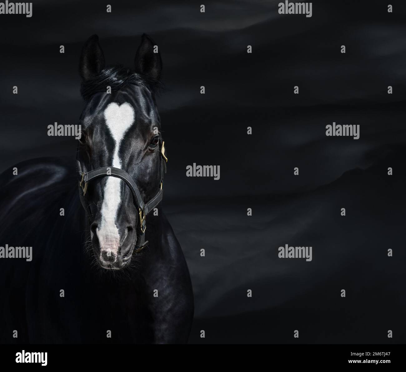 Portrait of black horse with heart mark on dark background. Unigue and ...
