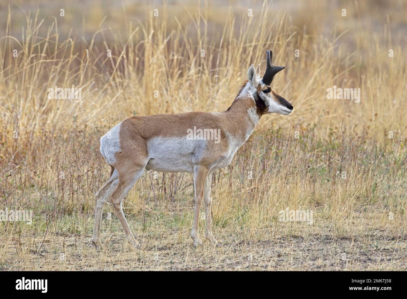 American pronghorn antelope male hi-res stock photography and images ...